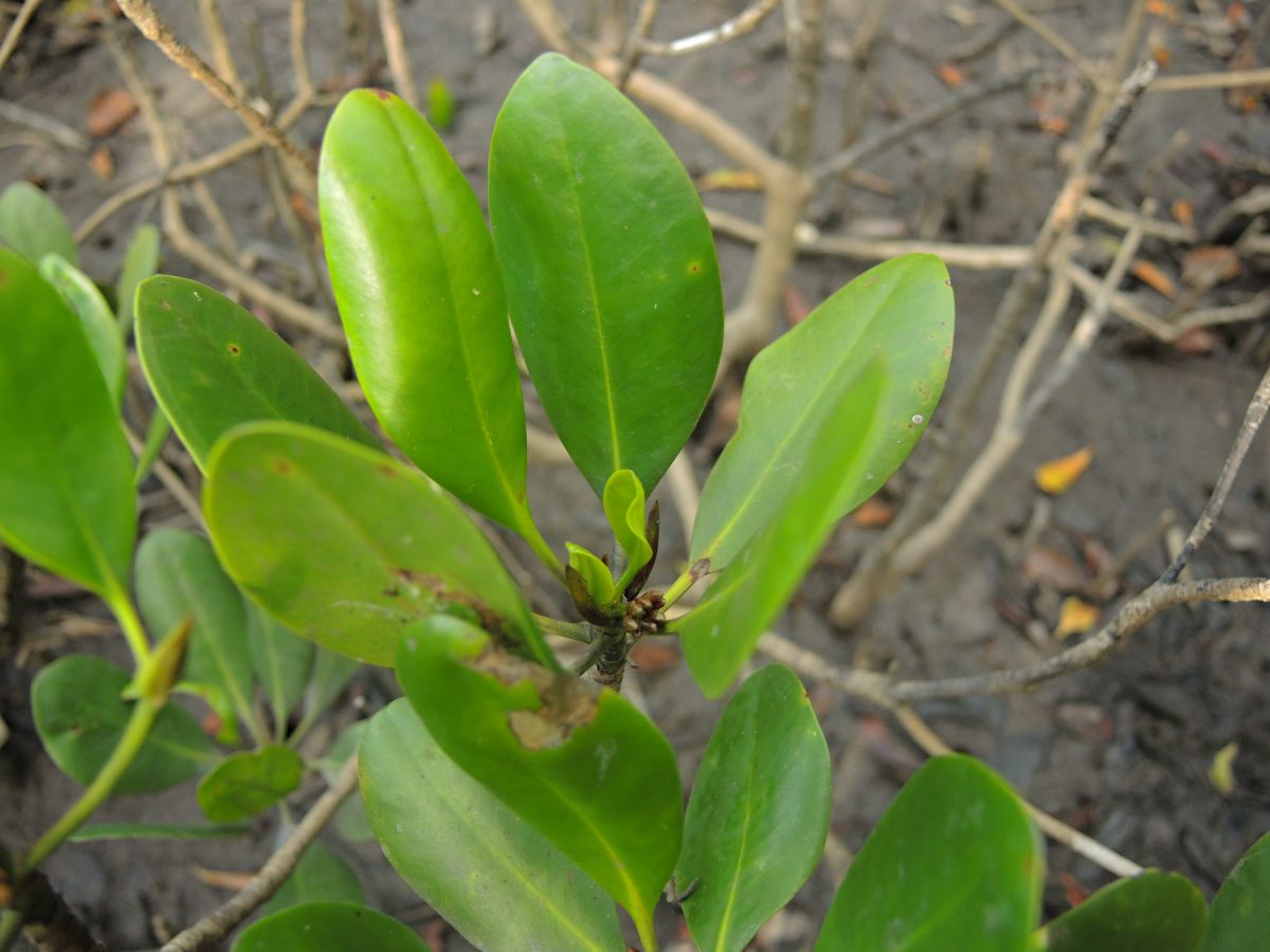 Queensland Coast: Australia's Spurred Mangroves (Ceriops sp.)