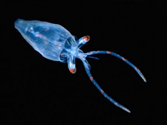 The Glowing Firefly Squids of Toyama Bay - Stunning Interesting Facts