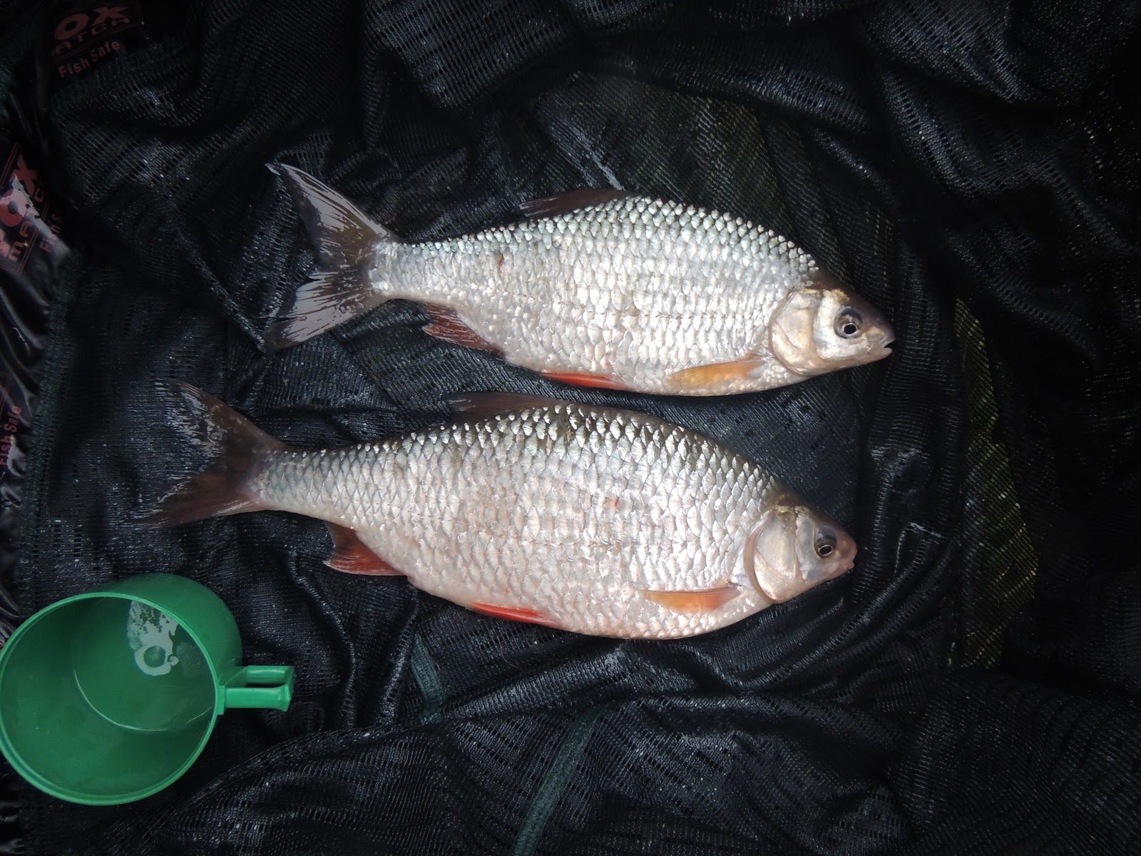 Float, Flight and Flannel: Gems of Roach