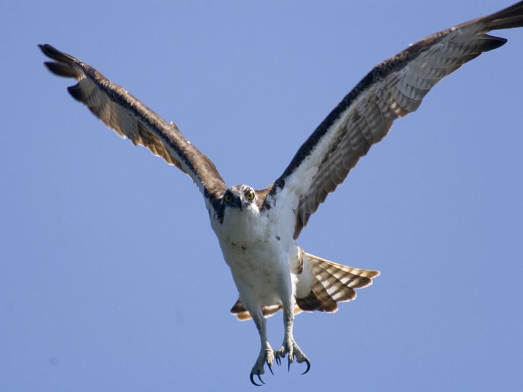 Osprey | The Life of Animals