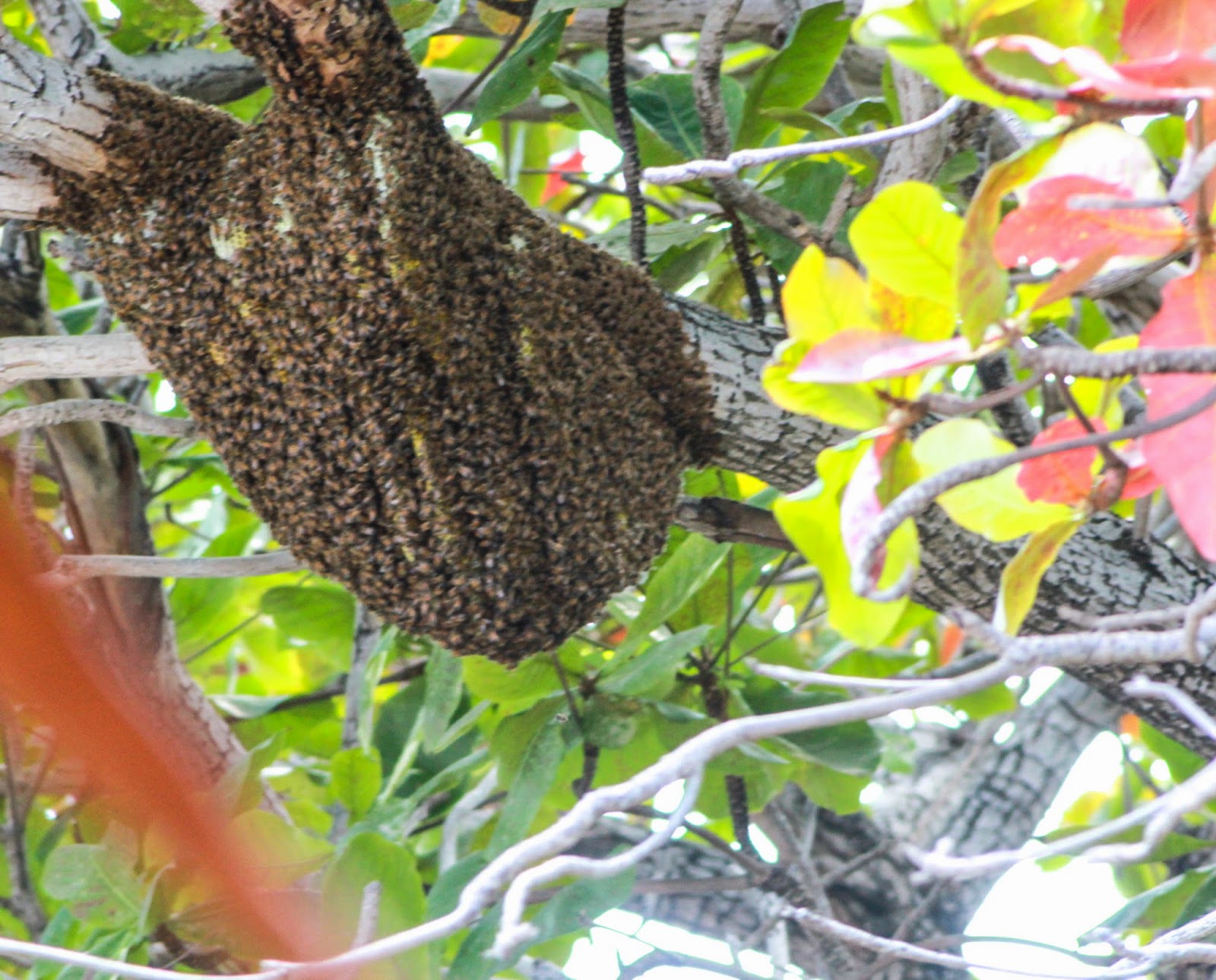 The Real SoBe: Attack of the Bees