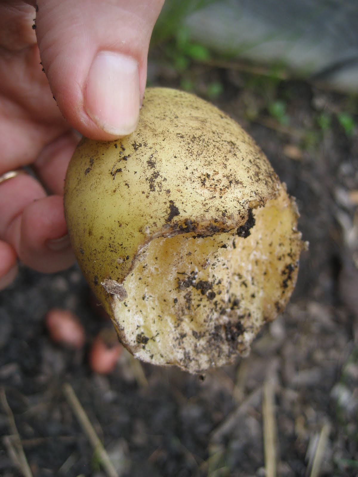 Blog of an Ancient Gardener: Who-dun-it: Case of the Toppling Potato Plant