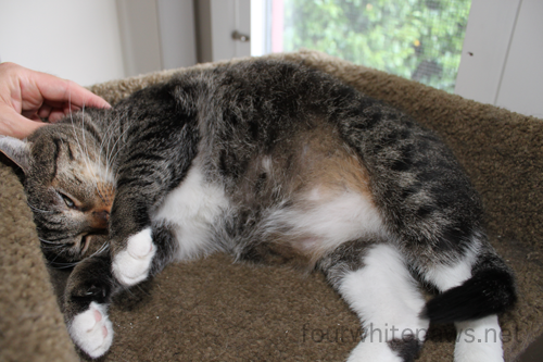 fourwhitepaws: full house