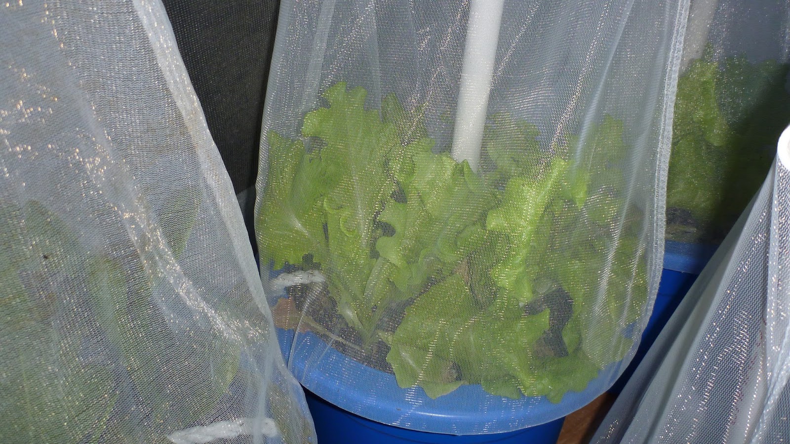 PREPPER PANTRY GARDEN: Basic Dutch Bucket Set Up