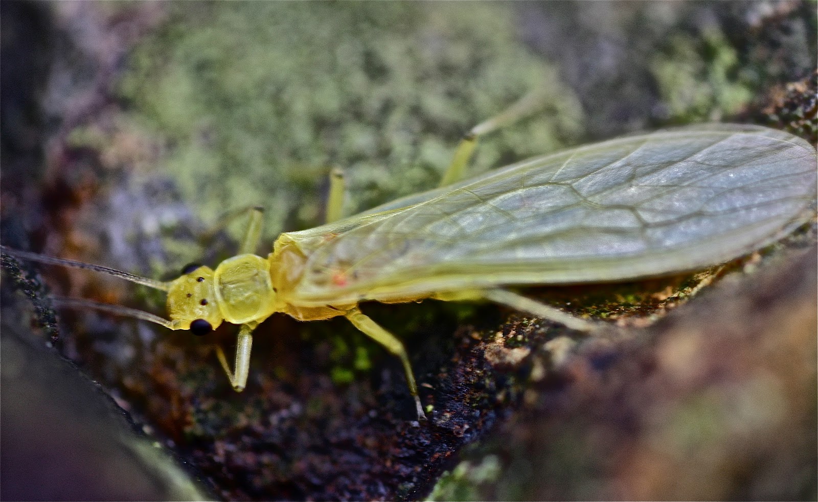 Aquatic Insects of Central Virginia: Not Quite Ready to Fly: Maturing ...
