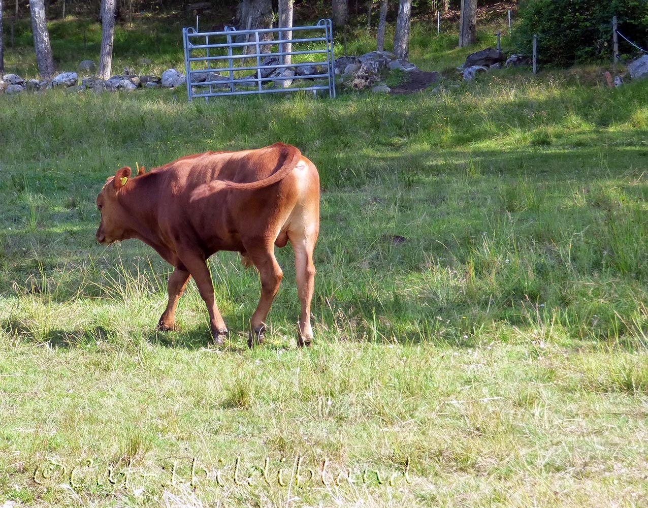 1 bild ibland: Fler bilder på kor än på fåglar och harar och en tjur