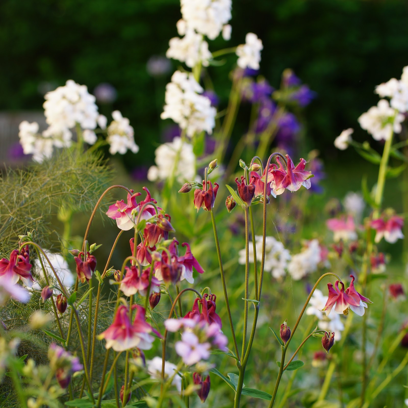 Fra frø til blomst: Trængsel i det blå bed