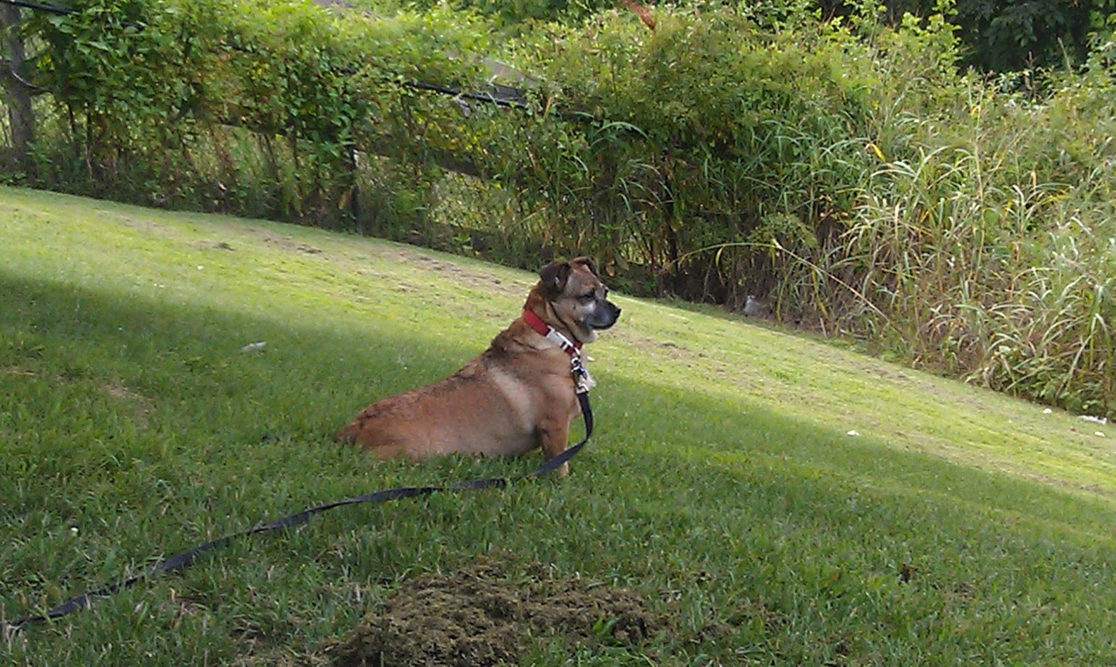 Fiction at Ground Zero: Percy Boy (first published in 2017)