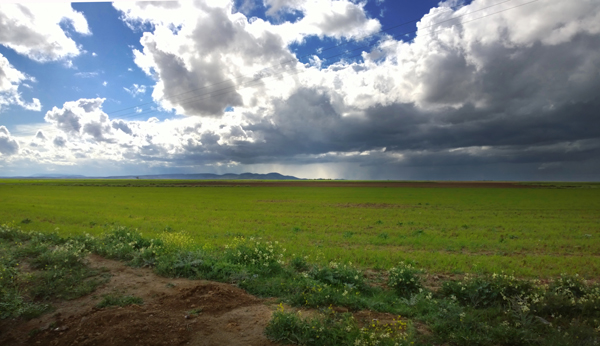 uno y los demás: El campo