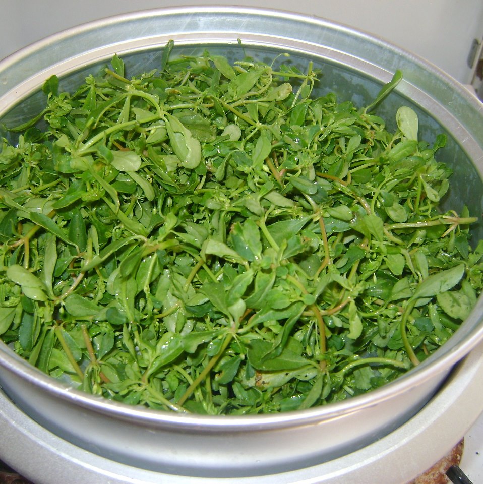 pepay's foodies and travels: Papait