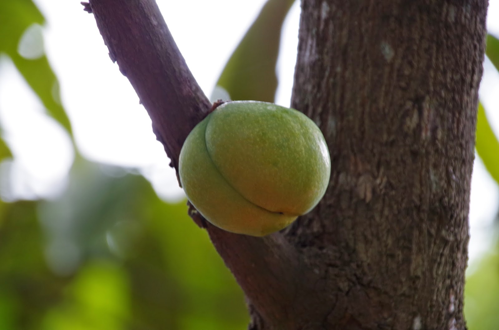Trees and Plants: Cabbage Leafed Nutmeg