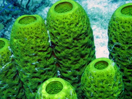 King's Christian School Biology: Phylum Porifera: the Sponges