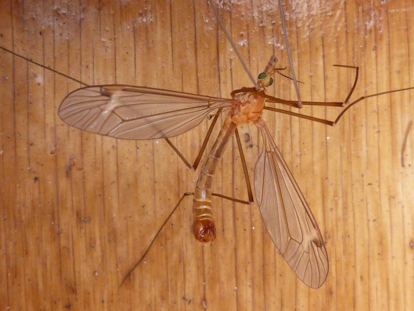 Insects of Scotland: Craneflies