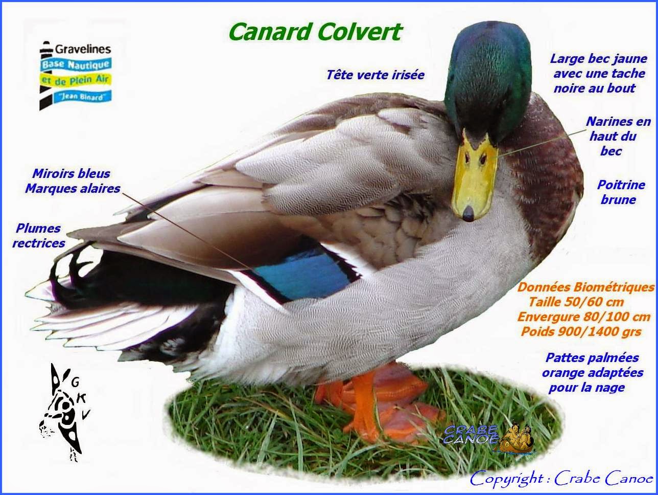CrabeCanoë: Canard Colvert Mallard