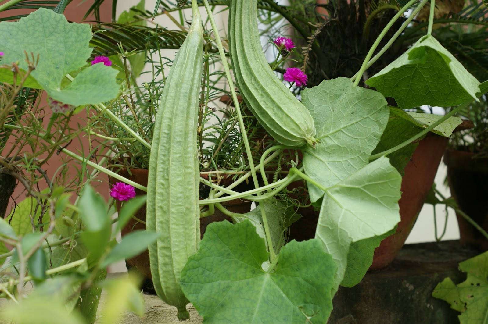 My Food My Life : Joys from the kitchen garden - Jhinge Posto (Ridge ...