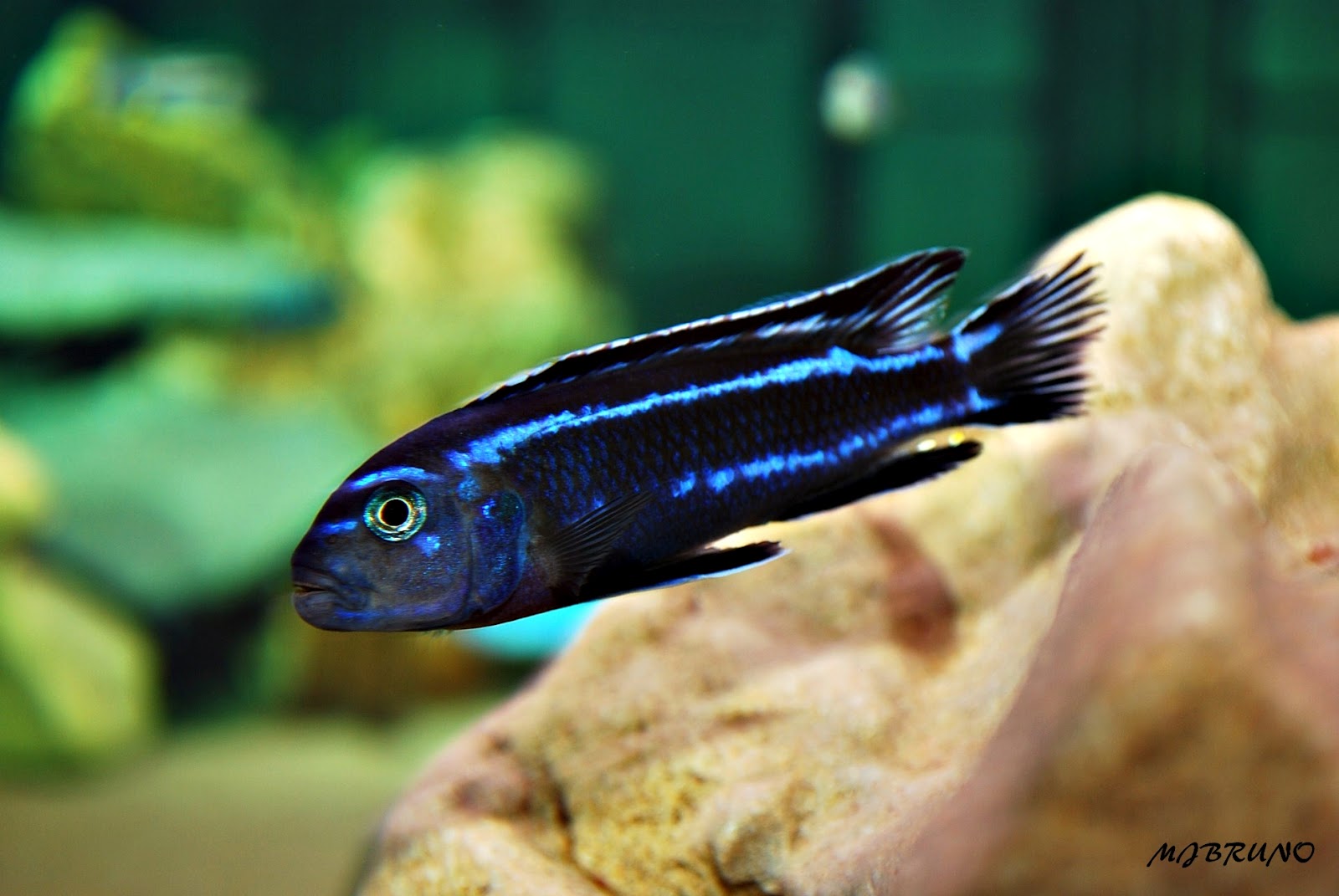 EL BLOG DE MIGUEL JUAN: PECES: CICLIDOS AFRICANOS