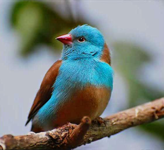 Cool Pictures, Images & Photos For Facebook: Awesome Birds Profile Pics