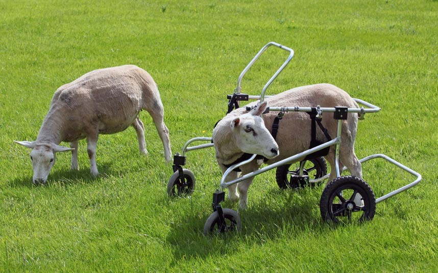 Content in a Cottage: Deformed Sheep Gets Custom Wheel Chair