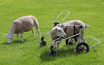 Content in a Cottage: Deformed Sheep Gets Custom Wheel Chair