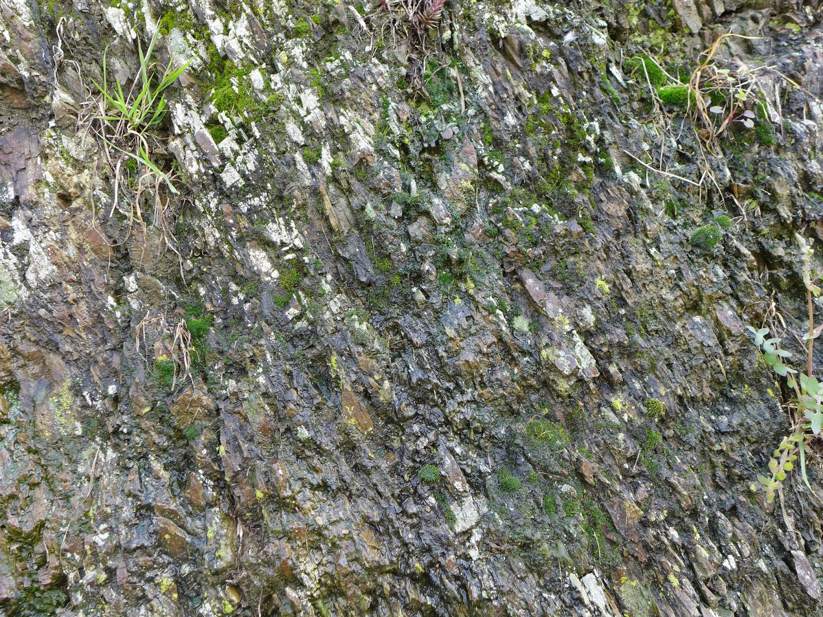 Textura de piedra con musgo | Todas las texturas