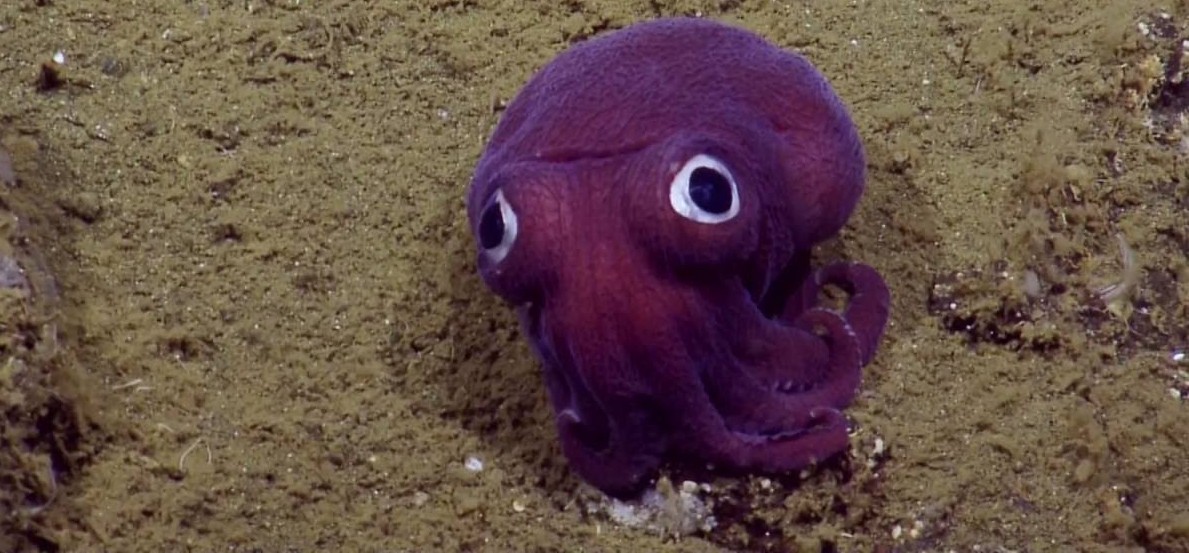 BLOG DO BIOJARLA: Biólogos descobrem uma nova espécie de Lula Roxa no ...