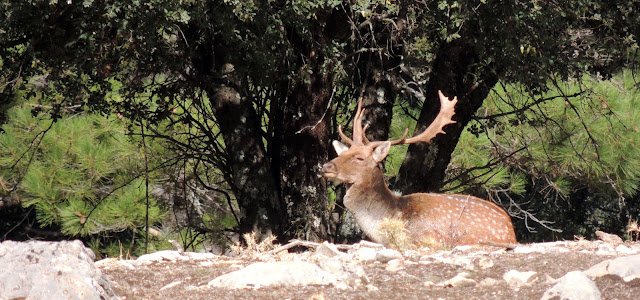 EL NATURALISTA: CAZORLA 3ª Y ULTIMA PARTE
