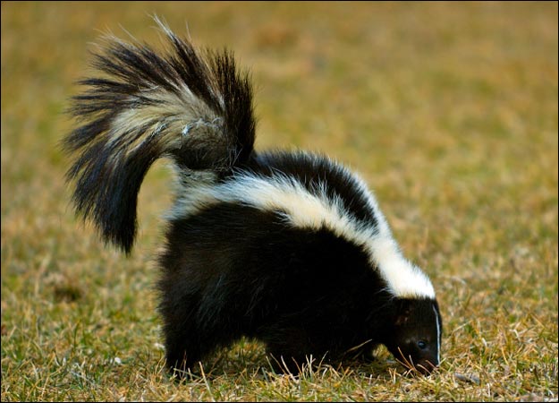 Skunk Animal | Animals Blog
