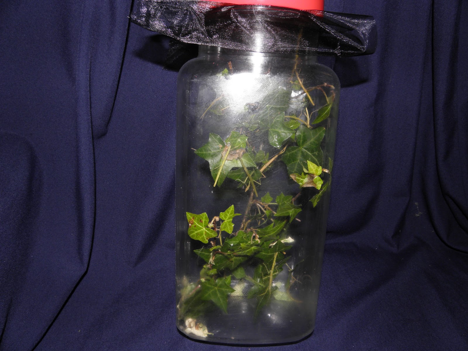 The Study: What's brown and sticky?