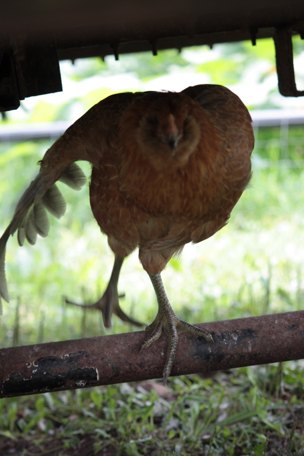 Ba-Gawks: Chicken yawn and stretch