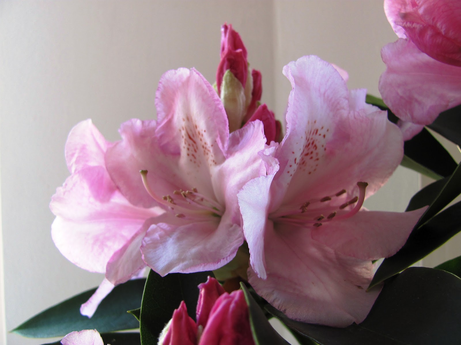 K N O O P J E S: Random flowers