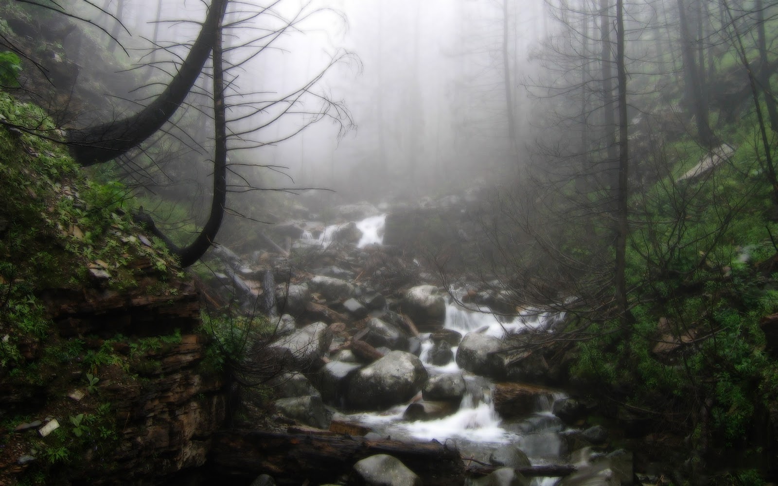 Fog Wallpapers | Free Wallpapers