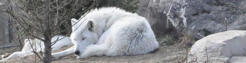 White Wolf : 17 Photos of "Sleeping Wolves" Will Make You Envious to ...