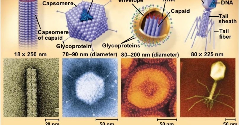 Inteligencija ćelija - virusi