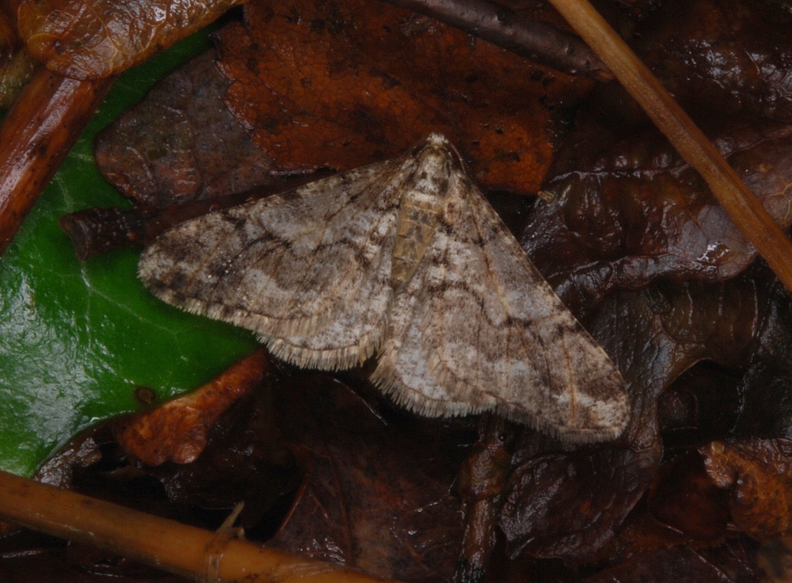 Glamorgan Moth Recording Group: February 2013