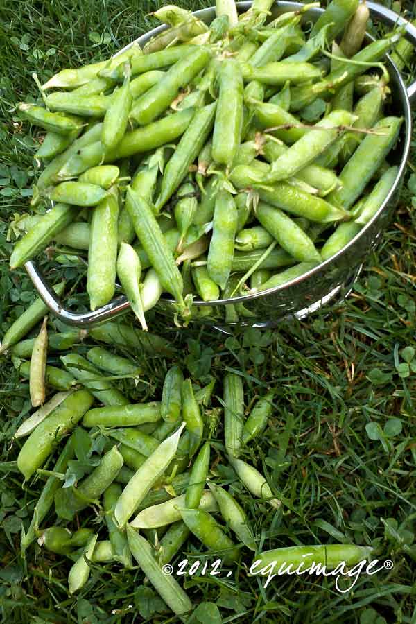 The No-Till Gardener: Peas please -- time for peas!