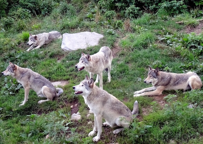 Create With Mom: Staying Over and Connecting with Wild Animals at Parc ...