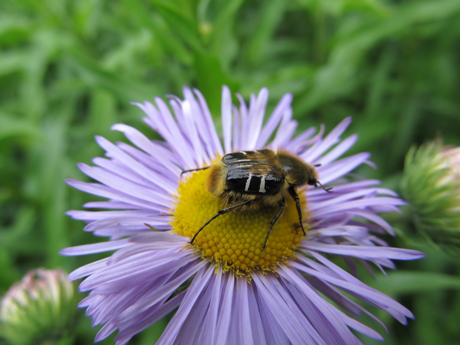 Montana Wildlife Gardener: Progress on the Project List and Pictures ...