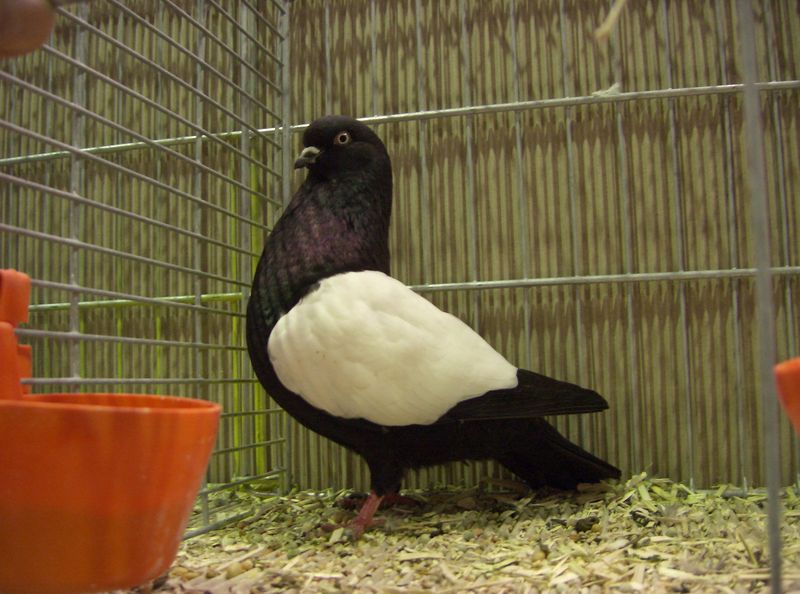 Dutch Highflyer pigeons ( Nederlandse Hoogvlieger ) - Pigeons fall