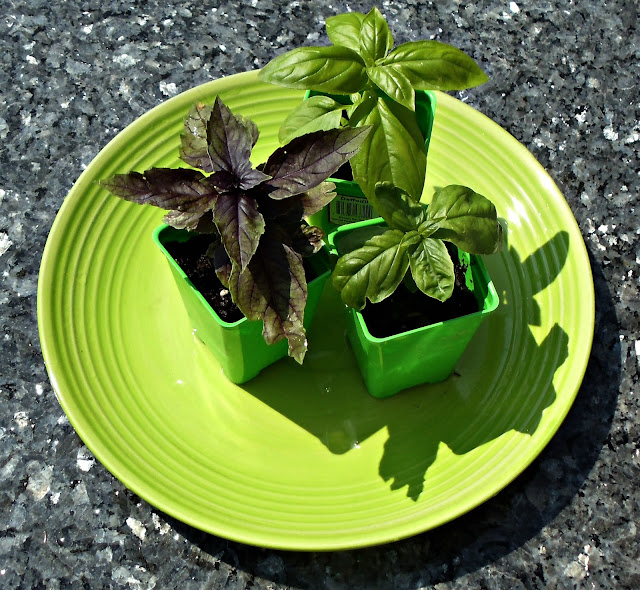 Upstairs Downstairs: Easy Tip for Free Basil