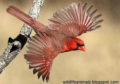 Cardinal The Beautiful Red Birds Of America | The Wildlife