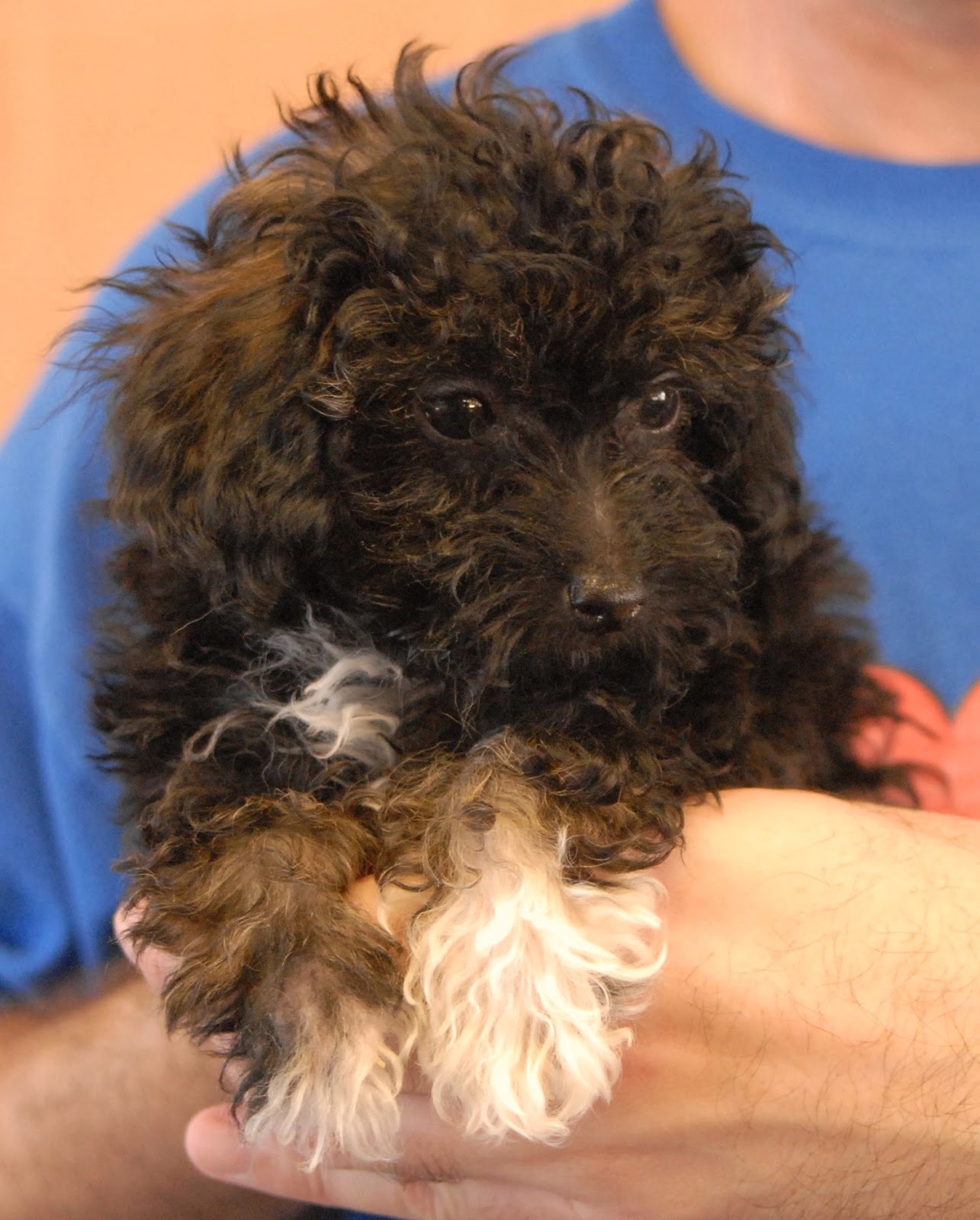 2-pound Shani and her brothers need a foster home please.