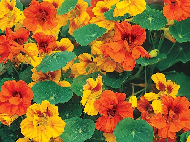 Rick's Roots - A Gardening Blog: A Nasturtium a Day keeps the Rabbits ...