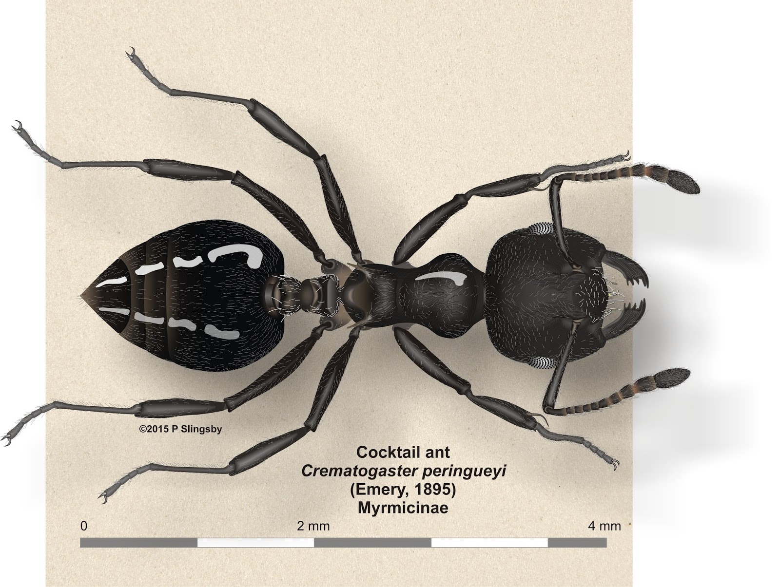 - Ants of Southern Africa -: Crematogaster sp: Cocktail ants