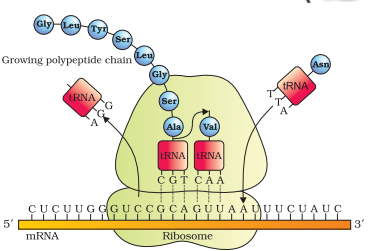 Structure and Formation of Protein | Escience zone