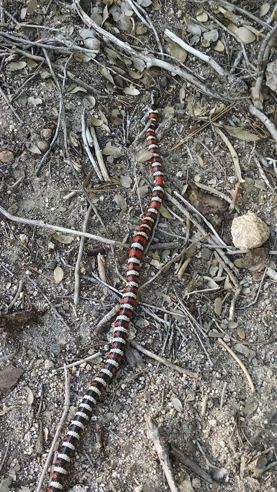 Postcards from Idyllwild: Rattles and Stripes - Snakes