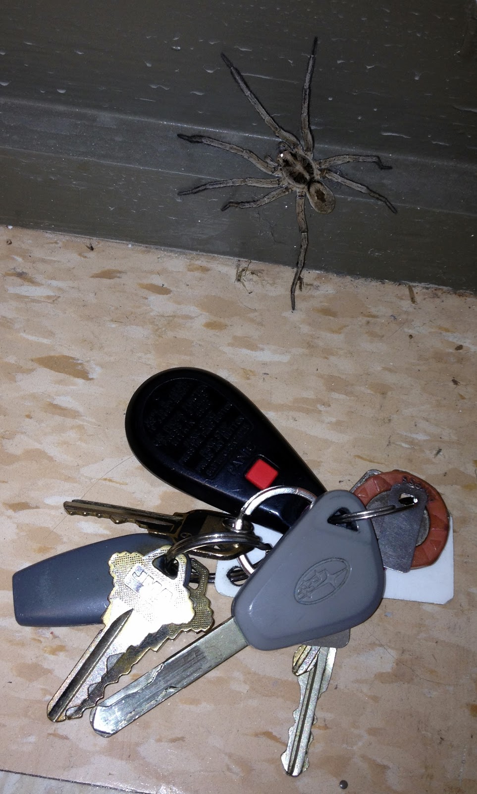 Trench Warefare Too: Spiders and Washing Machines