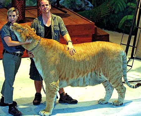 TimeZone: World's Largest Liger (Lion+Tiger)