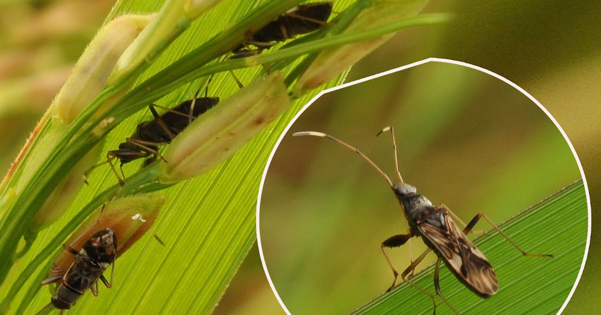 Plant, Love and Grow!: ATTENTION Filipino Rice Farmers! New Species of ...