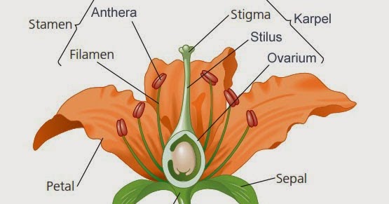 Terbaru 18+ Gambar Morfologi Bunga Anggrek - Gambar Bunga Indah