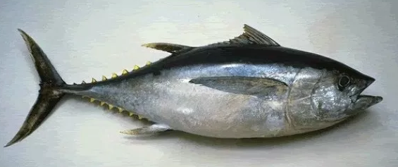 IKAN TUNA